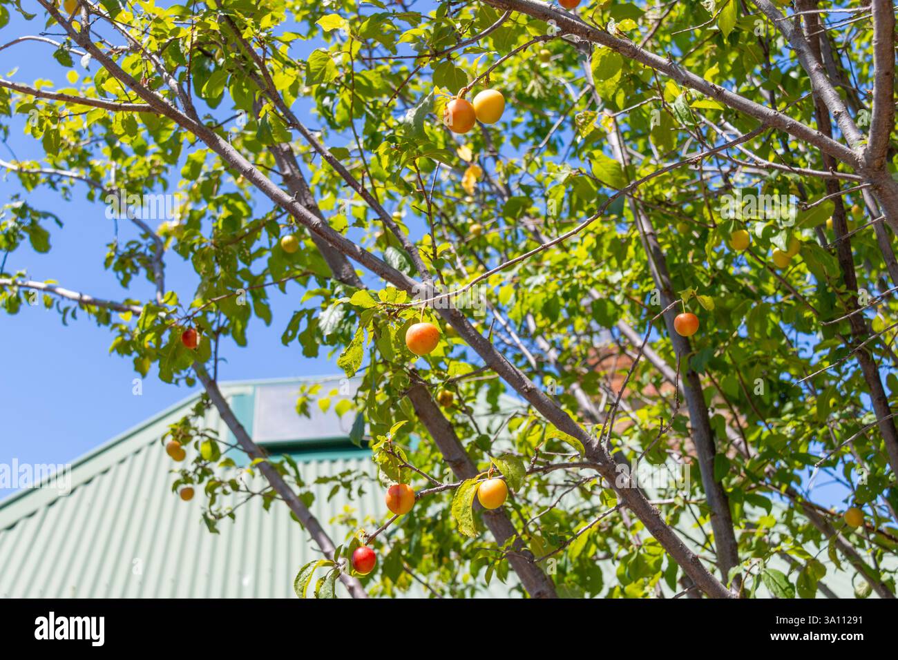 Colourful vibrant cherry plum Prunus cerasifera in a sunny grove on a ...