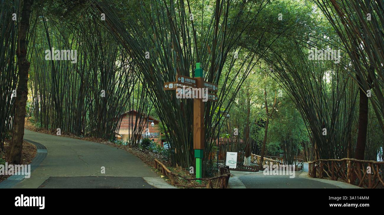 Chengdu, Sichuan, China. Chengdu Research Base Of Giant Panda Breeding ...