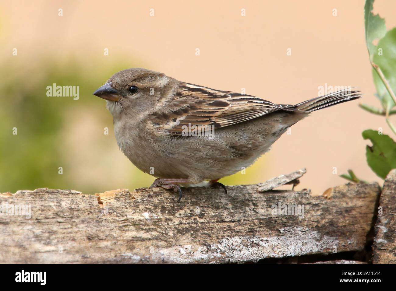 Bird house sparrow passer hi-res stock photography and images - Alamy