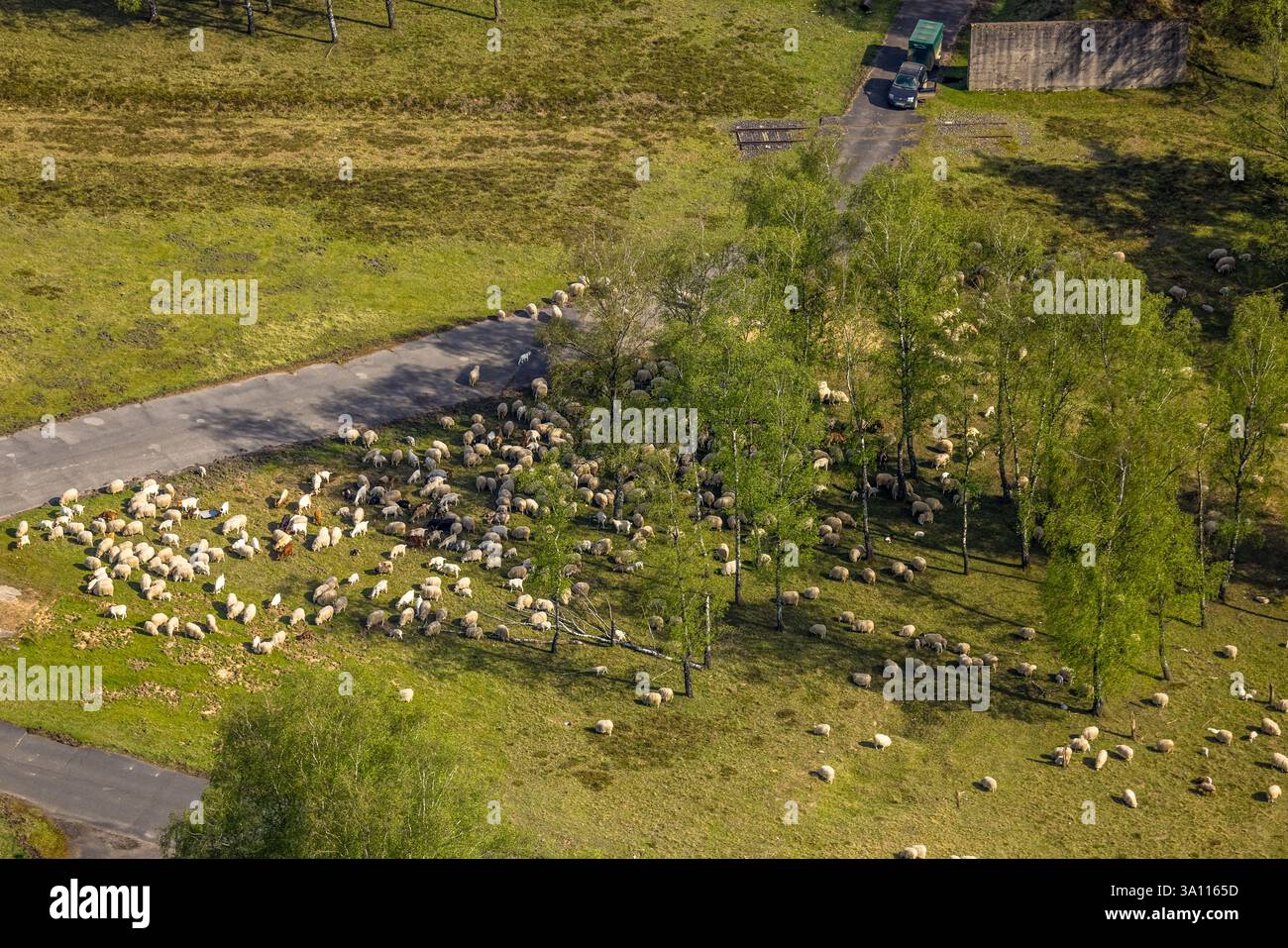 Aerial photo, Sheep and goats grazing in the Heidemoore II and Brachter ...