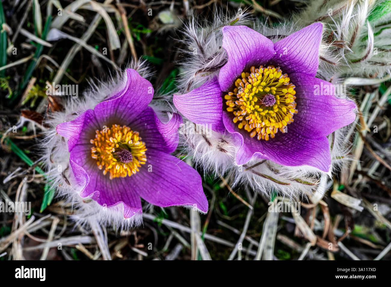 Pulsatilla grandis - the greater pasque flower Stock Photo - Alamy