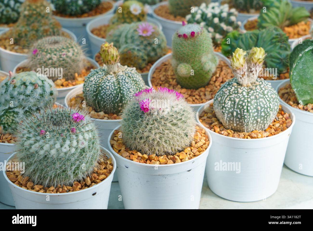 A close-up shot of various cacti in matching white pots, each displaying unique shapes, spines ...