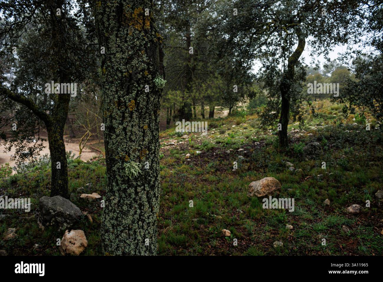 Lichens on the trunk of an oak tree Quercus ilex in winter, Alcoy ...