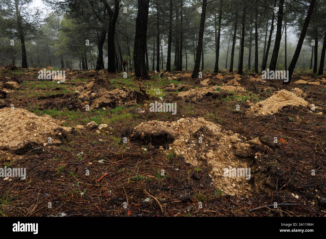 Land worked in the forest for reforestation in the natural area of San ...