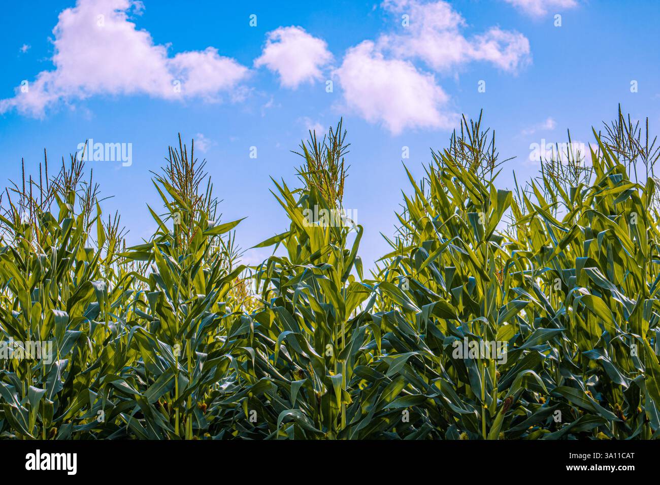 Lush green corn plantation under a bright sky, showcasing vibrant rows ...