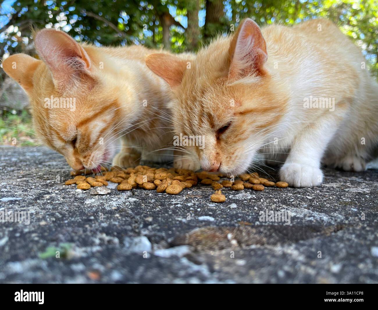 Stray cats eating cat smartphone stock photos and images - Alamy