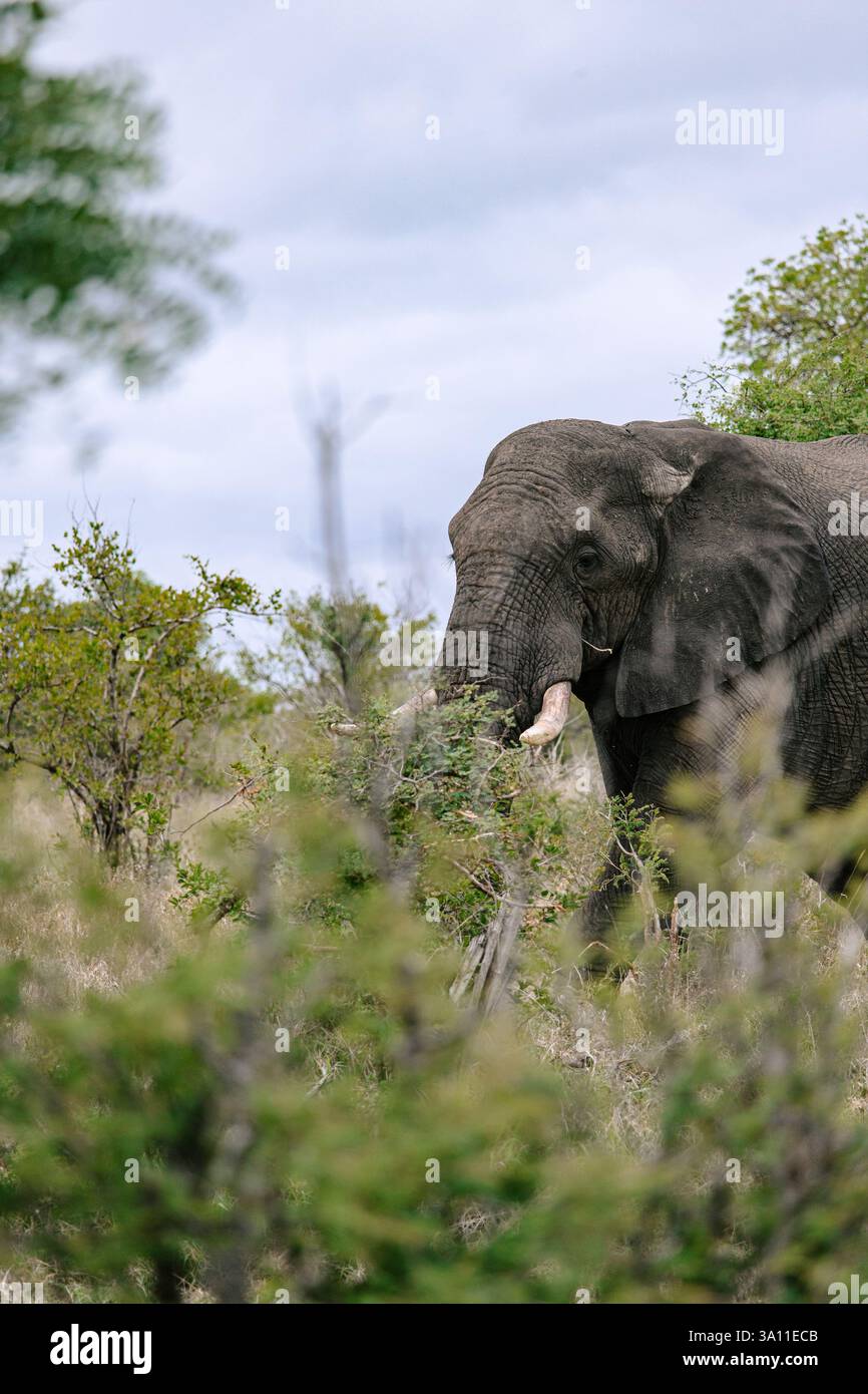 african elephant stands among trees and shrubs in natural habitat ...