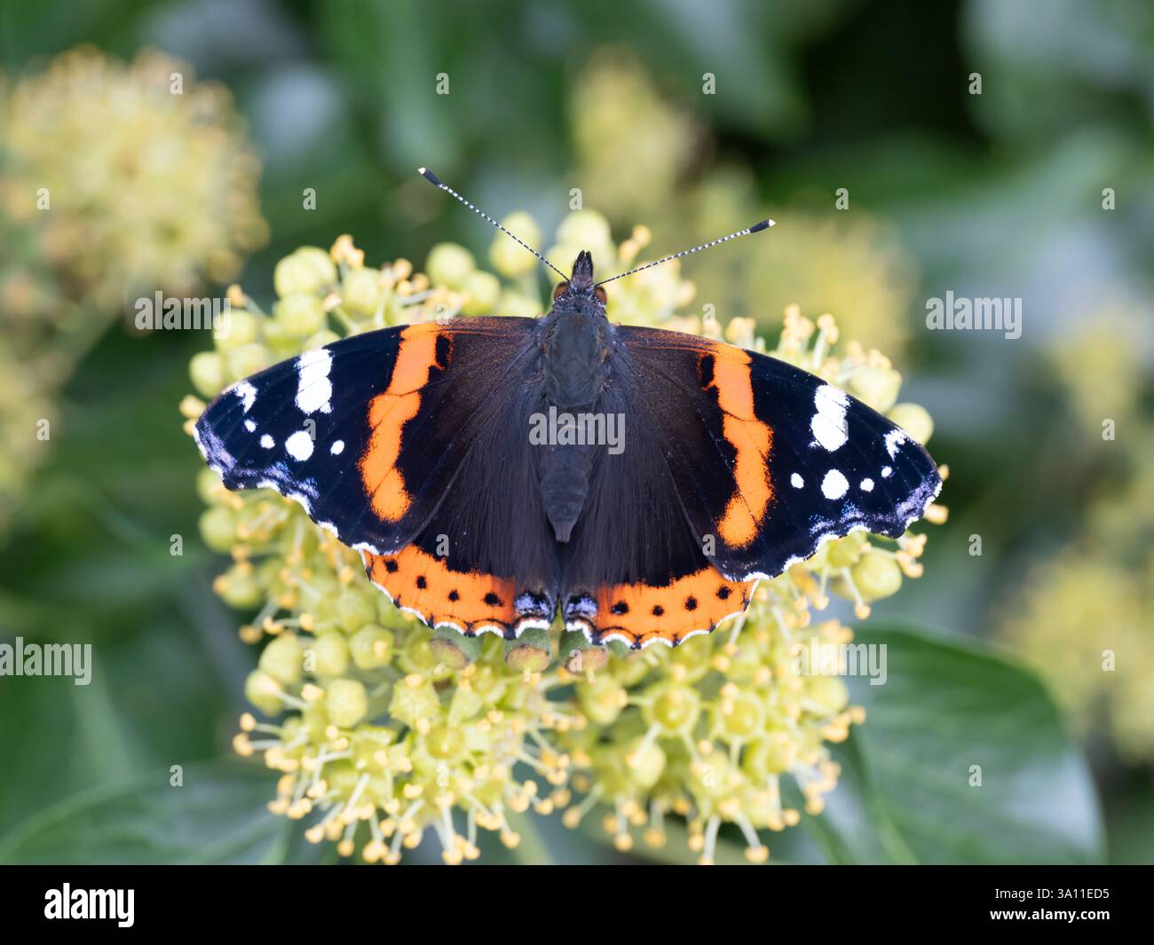 Red Admiral Butterfly (Vanessa atalanta) feeding on Ivy flowers (Hedera ...