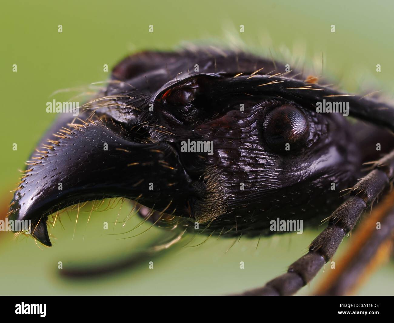 Bullet Ant (Paraponera clavata) close up of face, Peru, stacked focus ...