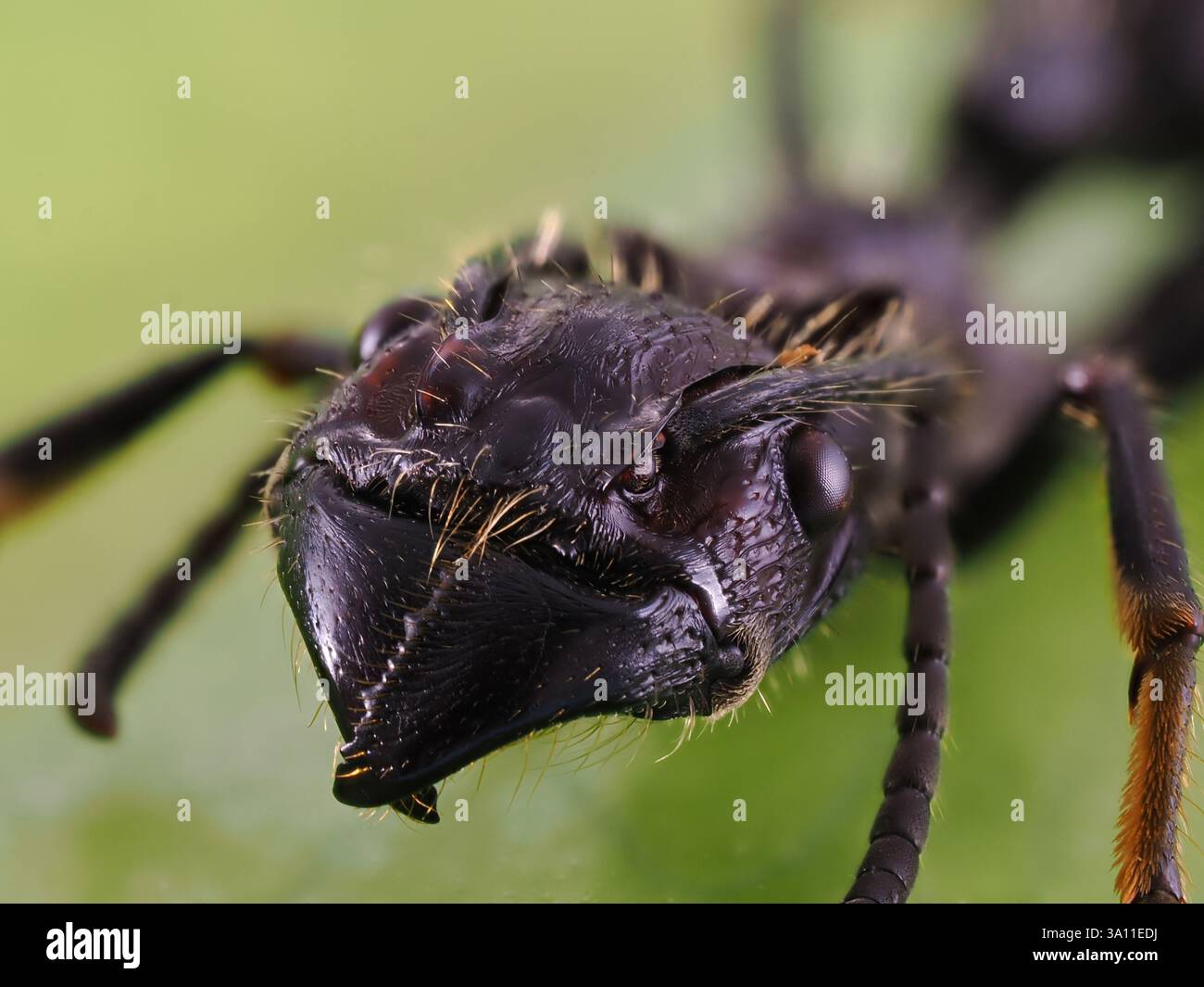 Bullet Ant (Paraponera clavata) close up of face, Peru, stacked focus ...