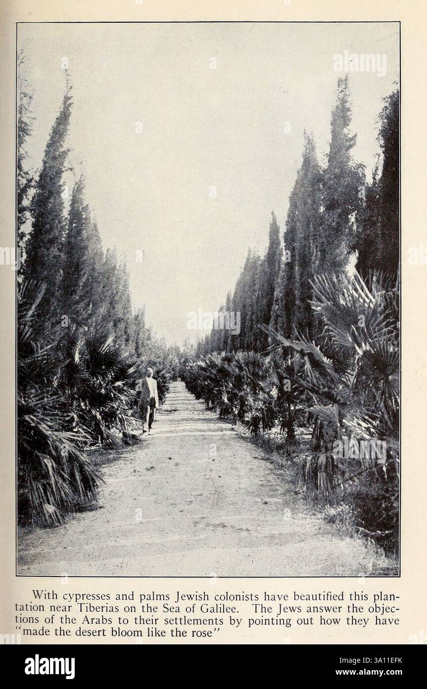With cypresses and palms Jewish colonists have beautified this ...