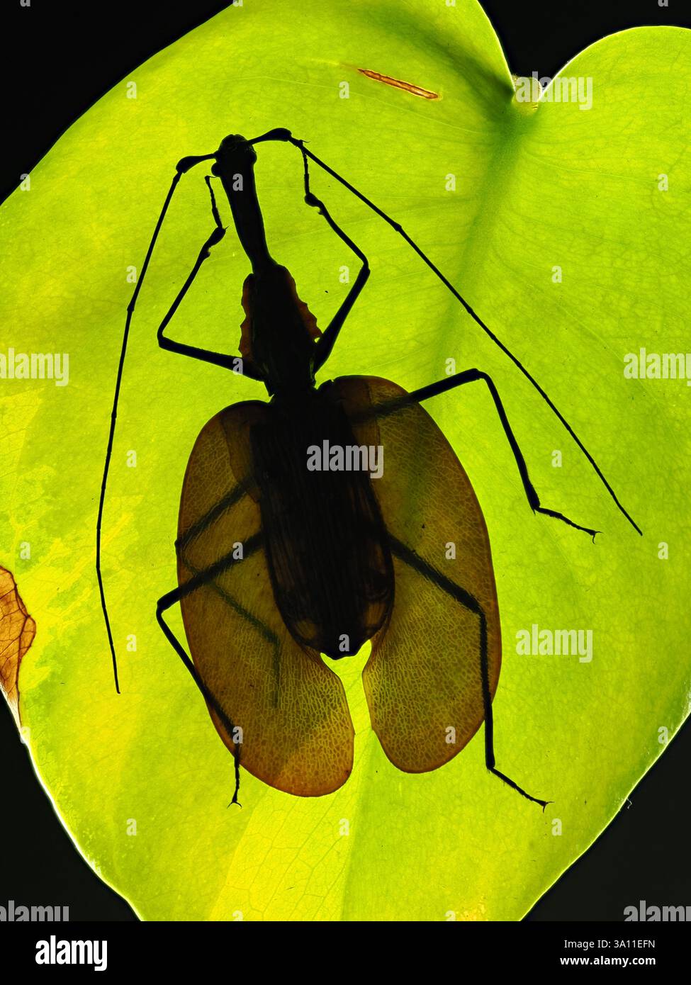 Violin Beetle (Mormolyce phyllodes) backlight on leaf, Sumatra, set ...