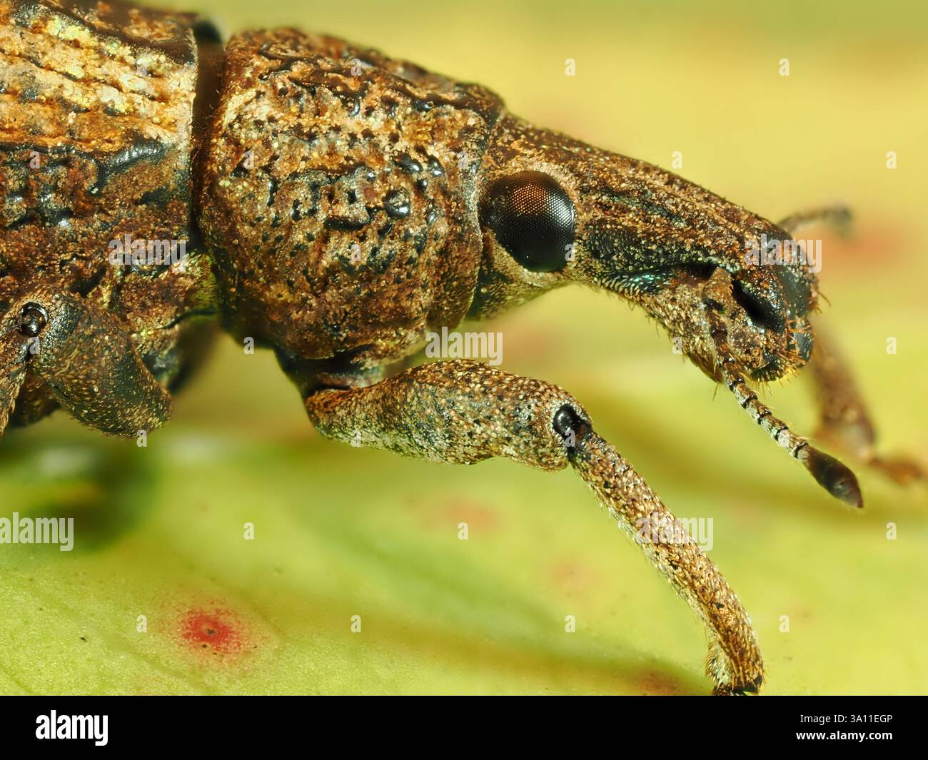 Weevil, (Rhinoscapha dohrni), Al Morotai Island, Indonesia, Stacked ...