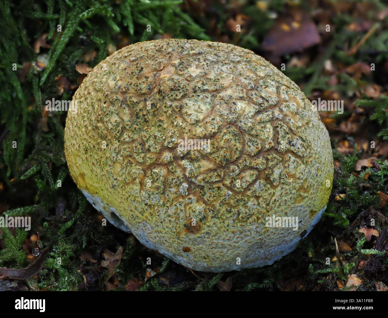 Common Earth-ball Fungi (Scleroderma citrinum) West Blean Woodlands ...