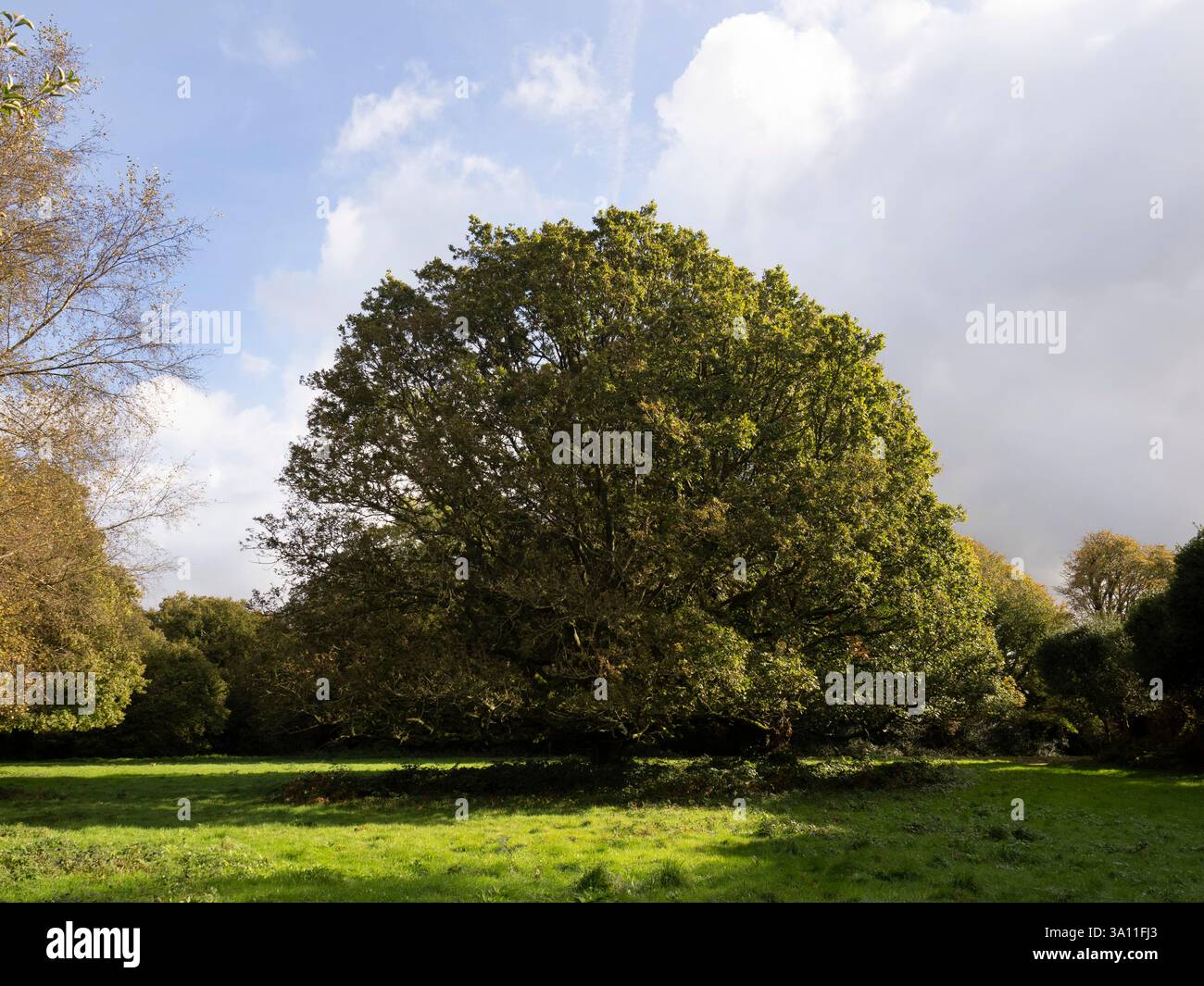 English Oak Tree (Quercus robur) Stelling Minnis, Kent UK Stock Photo ...