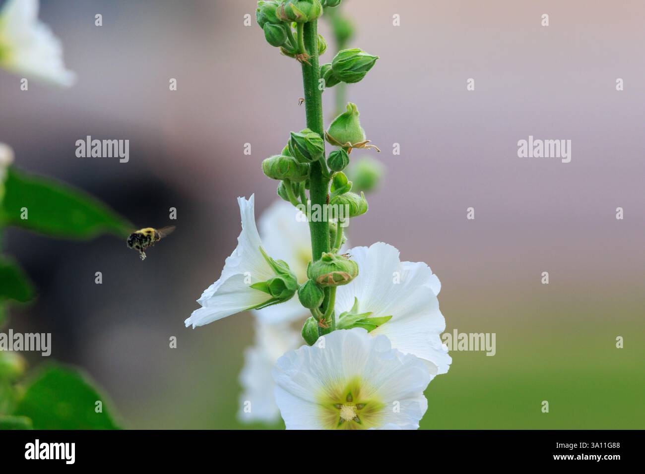 Bumble bee visiting a holly hock Stock Photo - Alamy