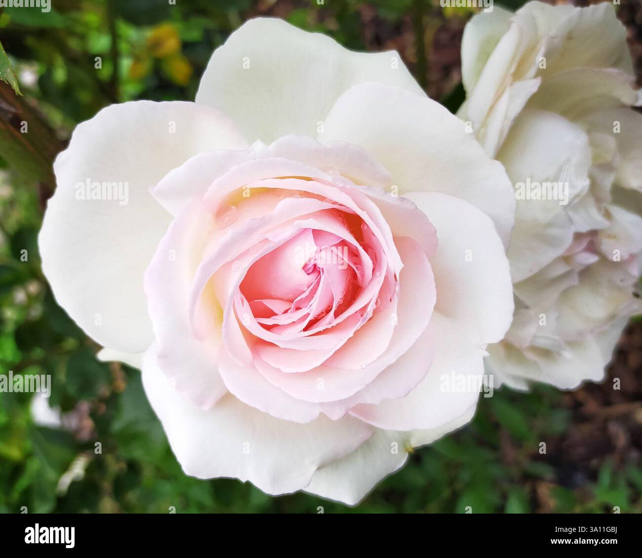 Bloomsoftheworld hi-res stock photography and images - Alamy