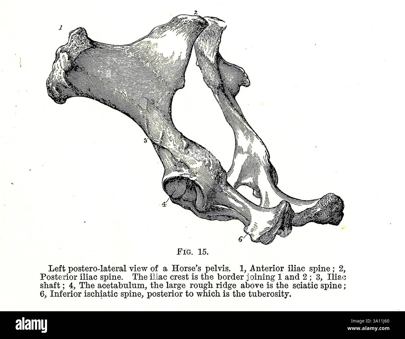 Anterior border hi-res stock photography and images - Alamy