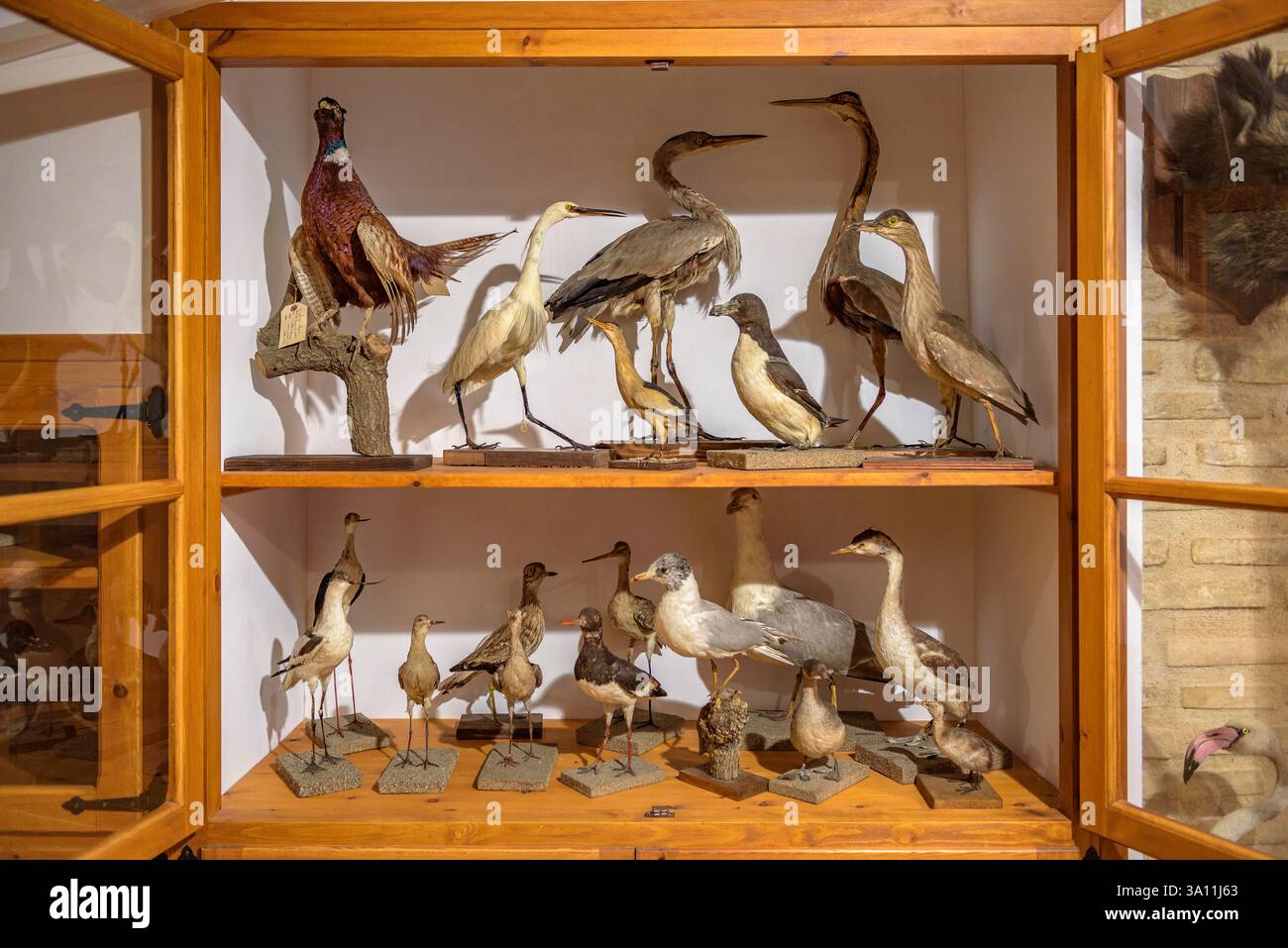 Collection of stuffed birds kept in the rural tourism house of Mas de ...