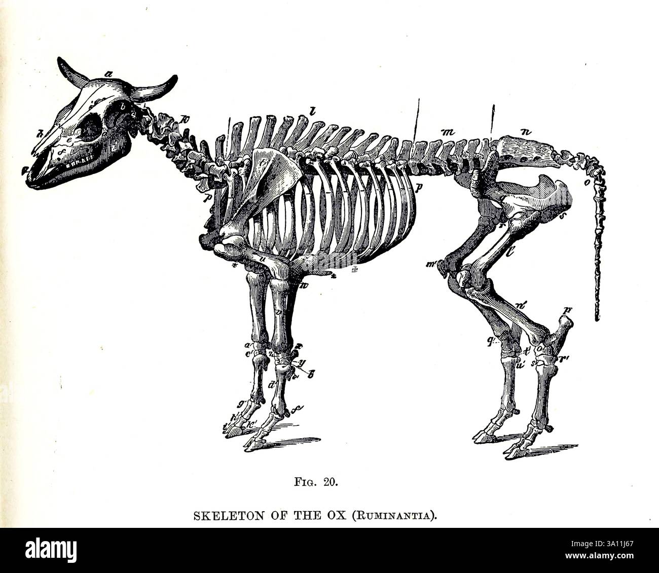 SKELETON OF THE OX (Ruminantia). from Strangeways' veterinary anatomy ...