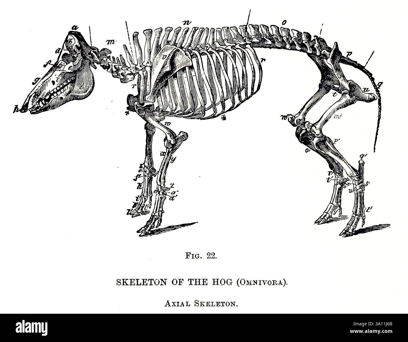 Pig anatomy skeleton bones hi-res stock photography and images - Alamy