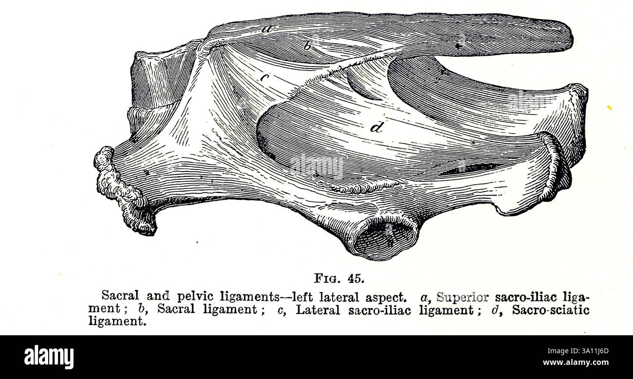 Sacral and pelvic ligaments— left lateral aspect, a, Superior sacro ...