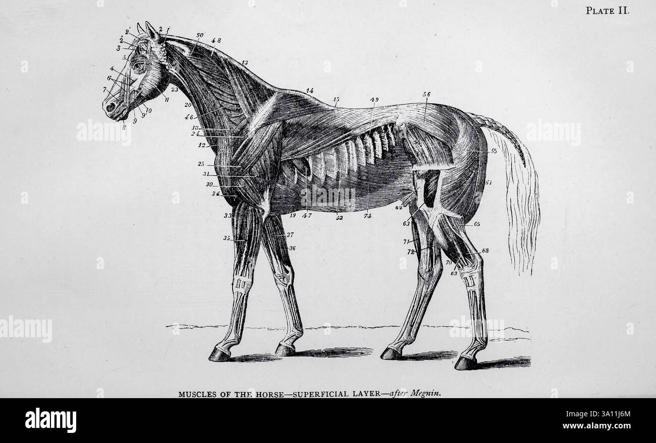 Muscles of the horse superficial layer after Megnin 1; Abducens.; 33 ...