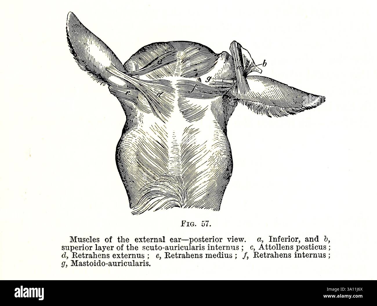 Muscles of the external ear— posterior view, a, Inferior, and b ...