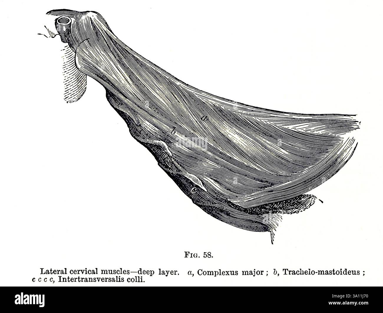 Lateral cervical muscles— deep layer, o, Complexus major ; &, Trachelo ...
