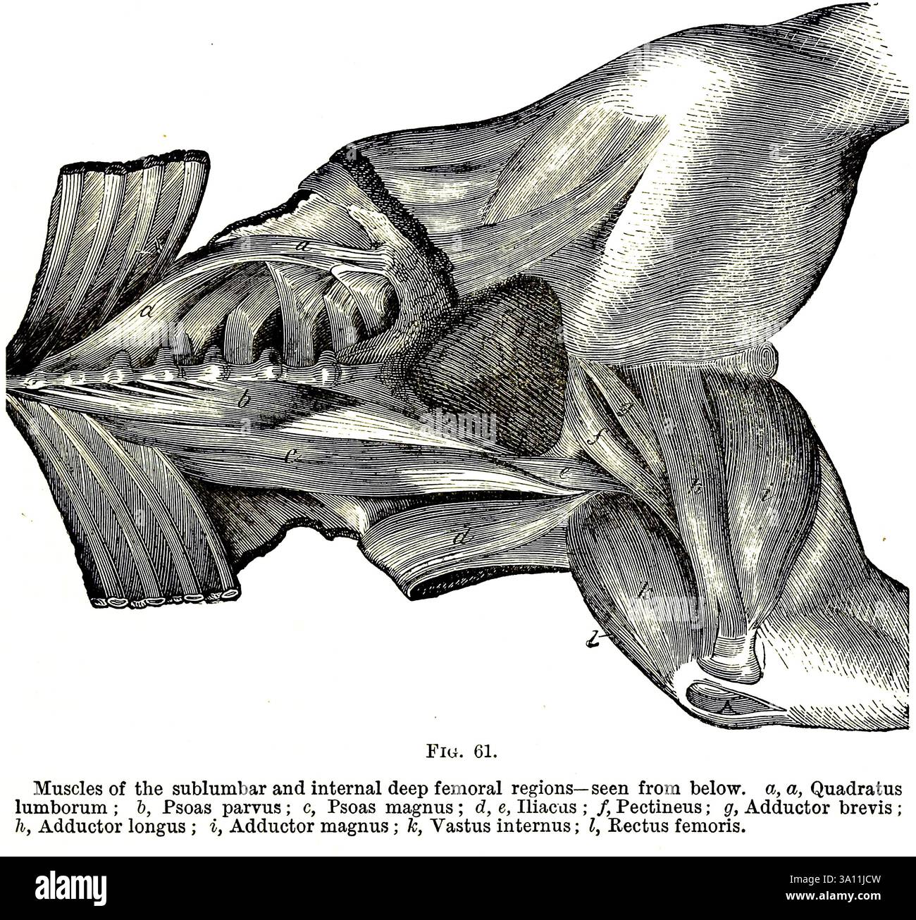 Muscles of the sublumbar and internal deep femoral regions— seen from ...