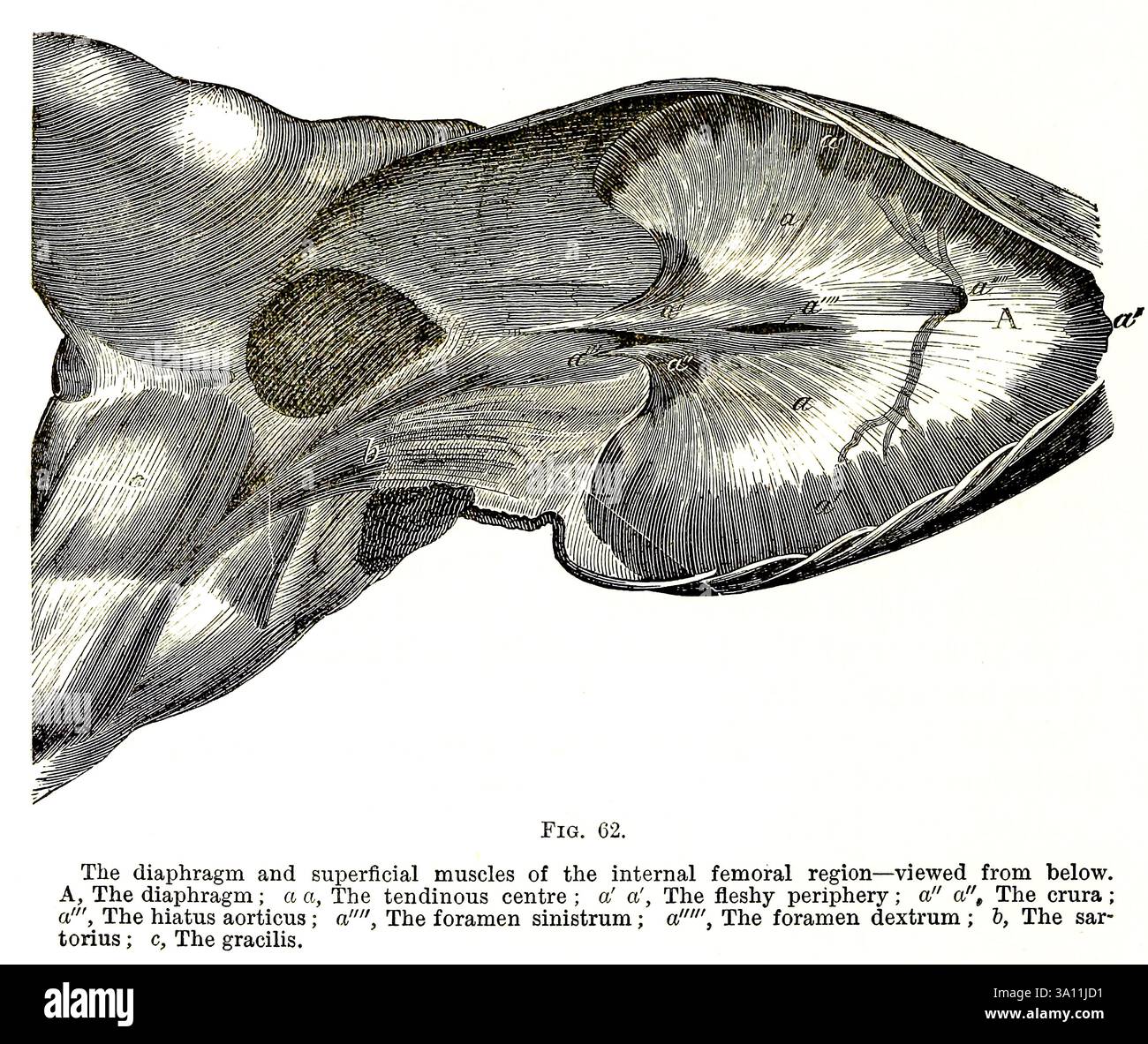 The diaphragm and. superficial muscles of the internal femoral region ...