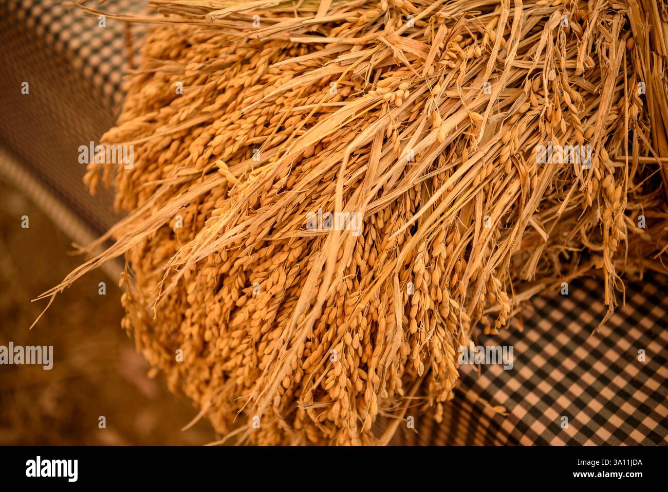Una gavilla hi-res stock photography and images - Alamy