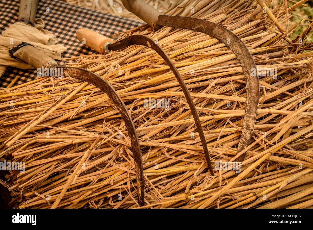 Una gavilla hi-res stock photography and images - Alamy