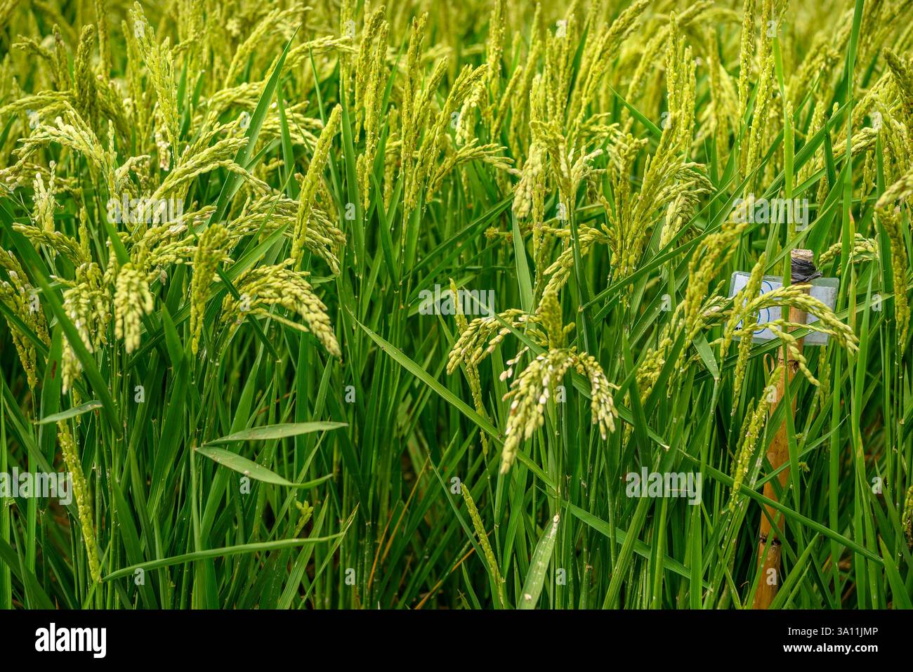 Plantas de arroz hi-res stock photography and images - Alamy