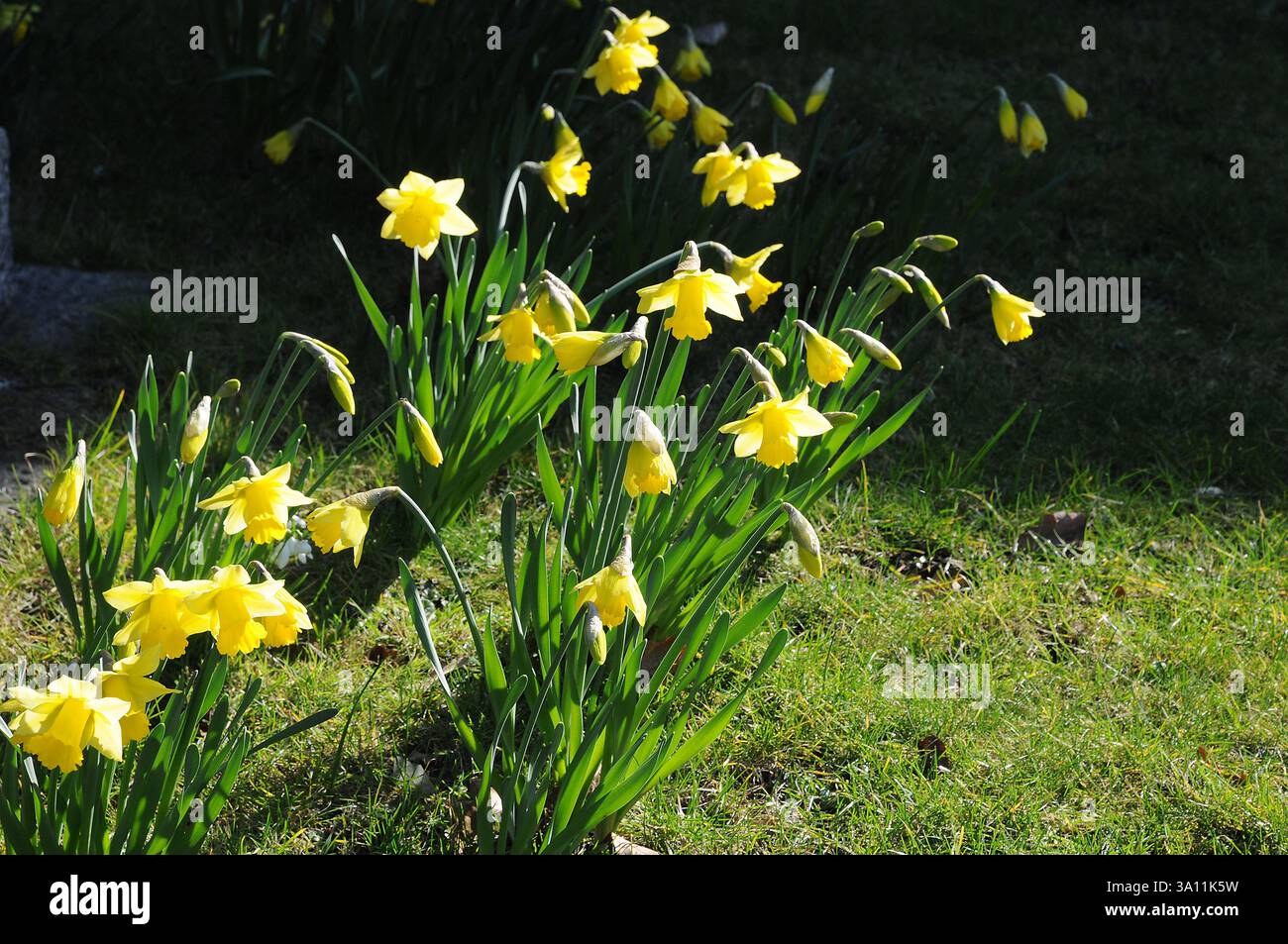 Copenhagen, Denmark /06 marchi 2025/.Daffodils flowers spring weather ...