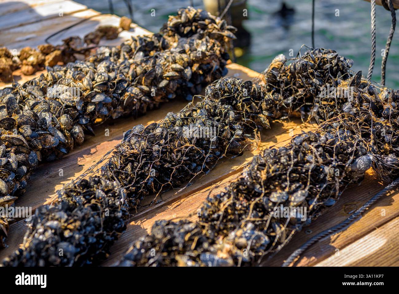 Mussel farm hi-res stock photography and images - Alamy