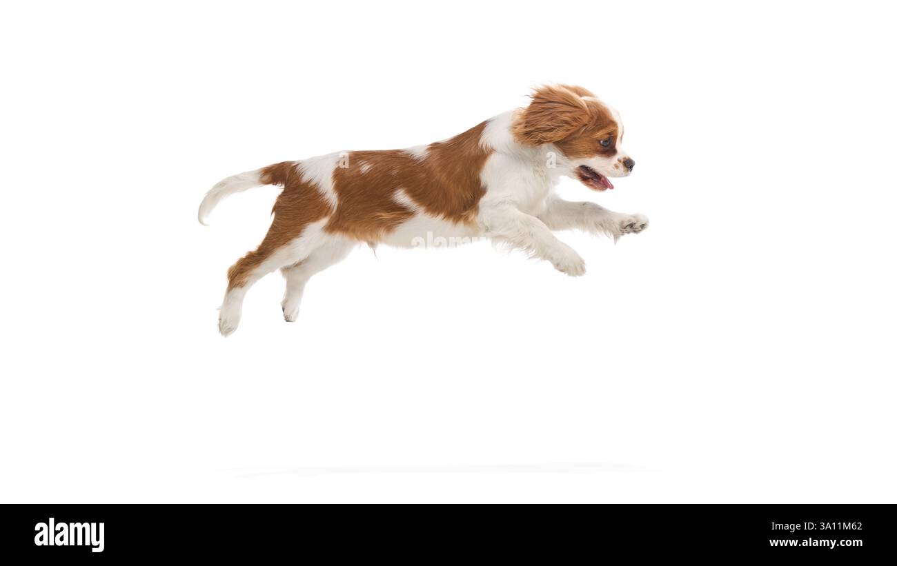 Playful purebred Cavalier King Charles Spaniel dog, funny pet leaping ...
