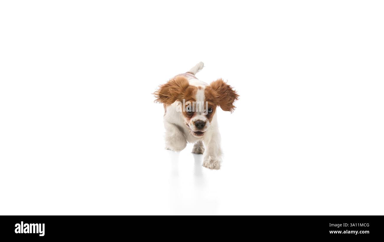 Joyful purebred Cavalier King Charles Spaniel running forward with ears ...