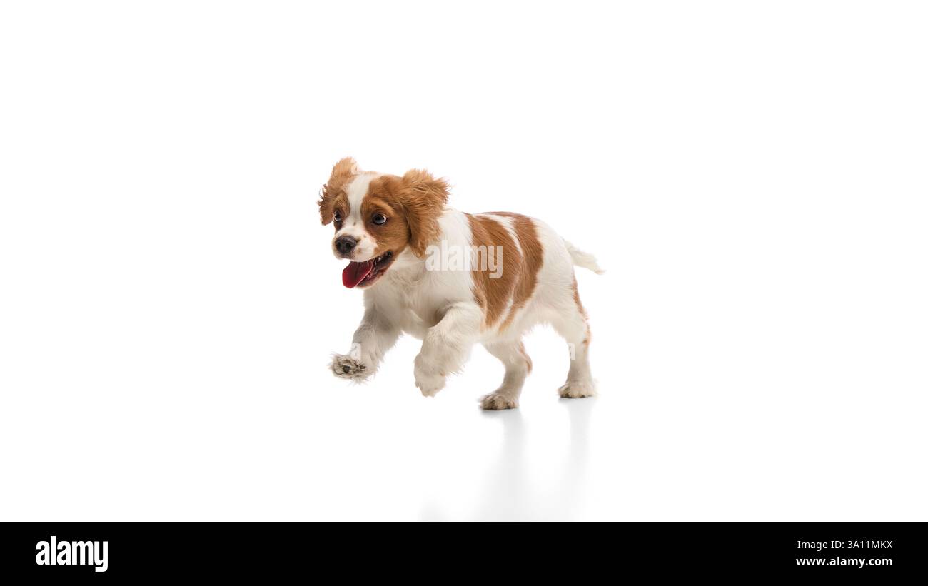 Happy Cavalier King Charles Spaniel running with ears flapping against ...