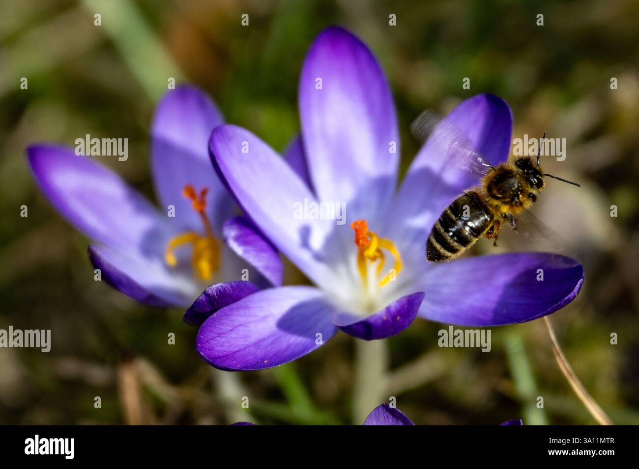Spring Crocus, Crocus vernus, flowering in Kostelec nad Orlici Czech ...