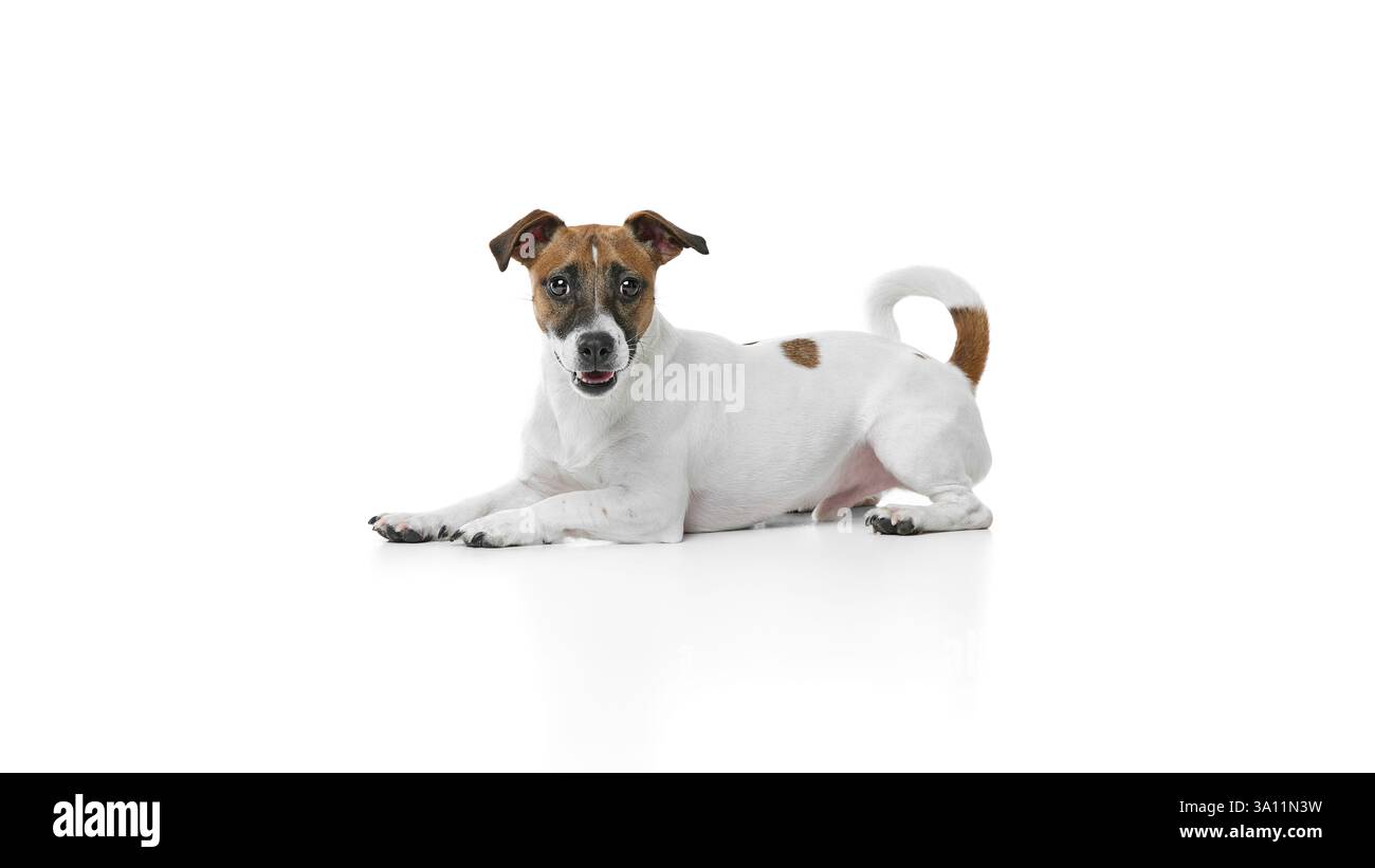 Purebred calm dog, adorable Jack Russell Terrier calmly lying on floor ...