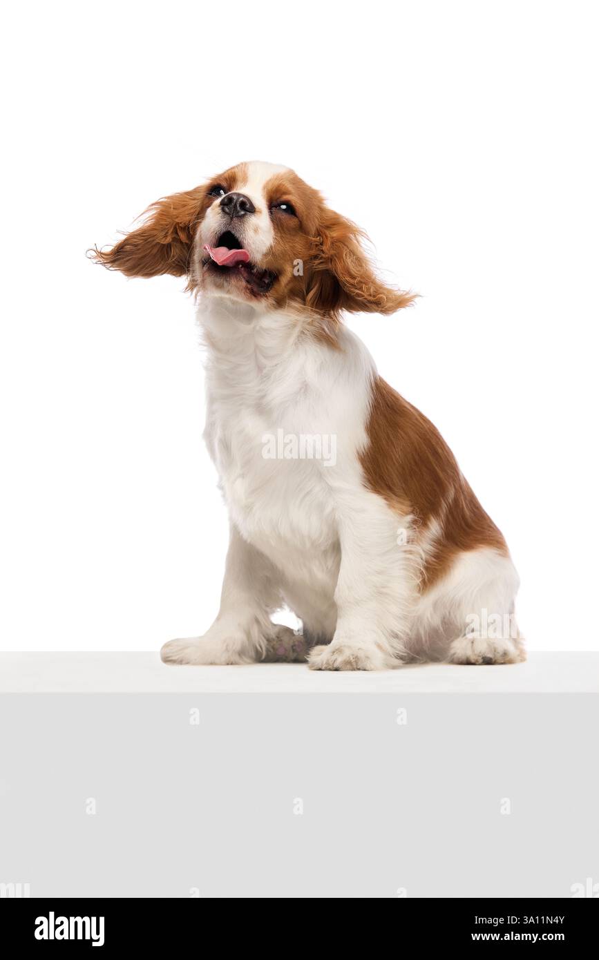 Playful spaniel puppy shaking head with ears flopping and tongue out ...