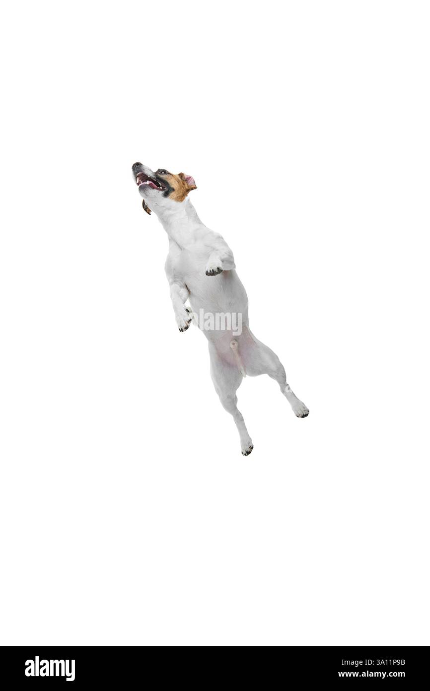 Dynamic bottom view image of funny, playful dog, Jack Russell Terrier ...