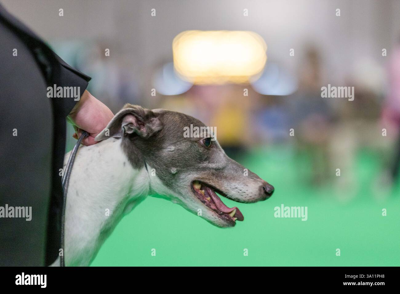Birmingham, UK. 06th Mar, 2025. Birmingham, 6 March 2025. A Whippet ...