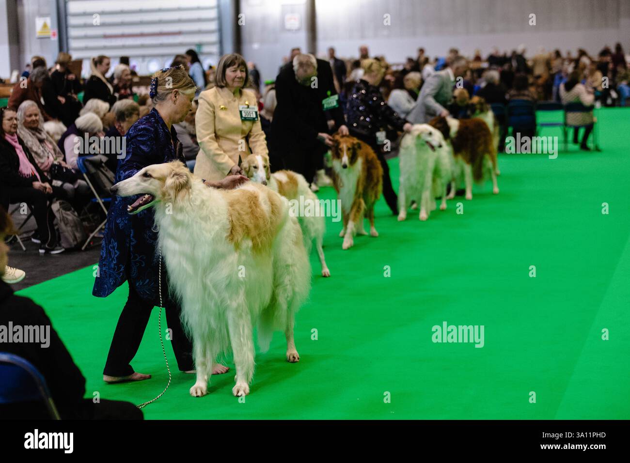 Birmingham, UK. 06th Mar, 2025. Birmingham, 6 March 2025. Borzoi dogs ...