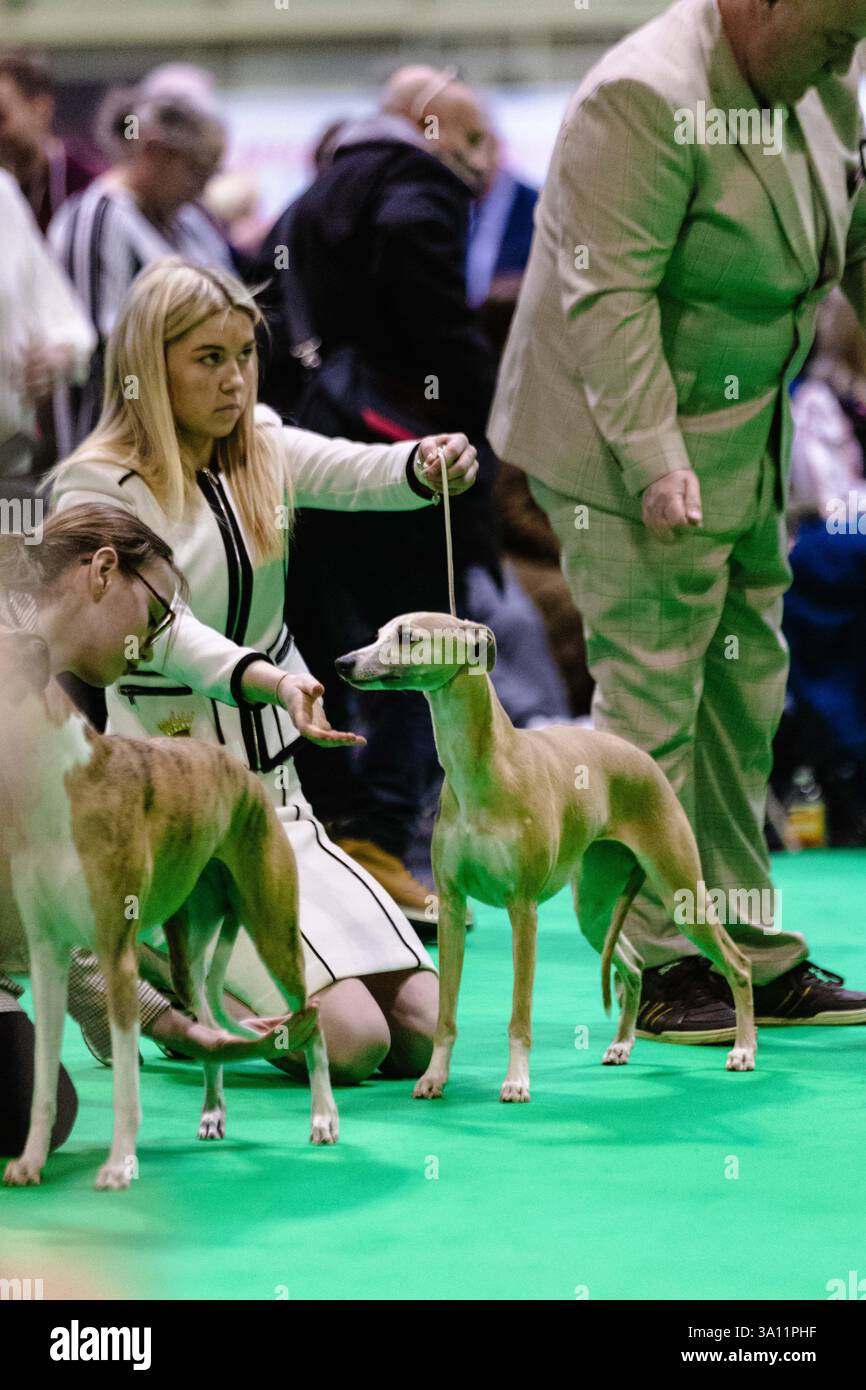 Birmingham, UK. 06th Mar, 2025. Birmingham, 6 March 2025. A Whippet ...