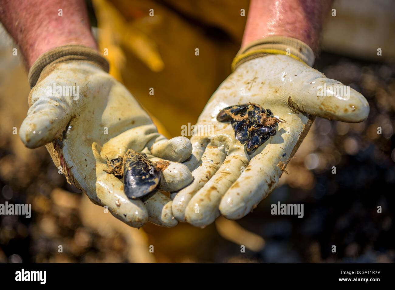 Mussel farm hi-res stock photography and images - Alamy