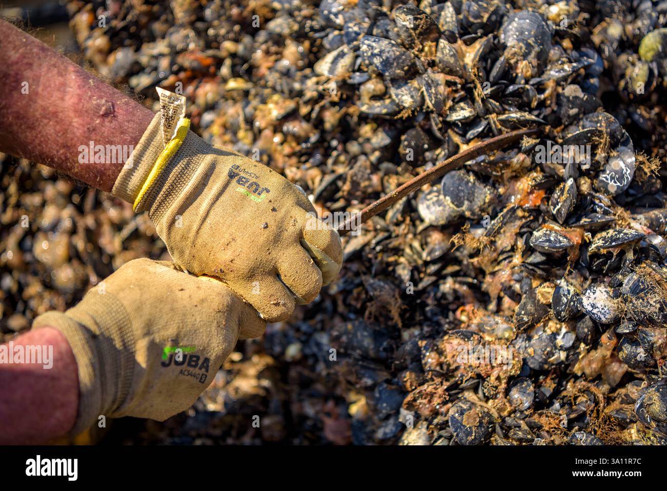 Mussel farm hi-res stock photography and images - Alamy