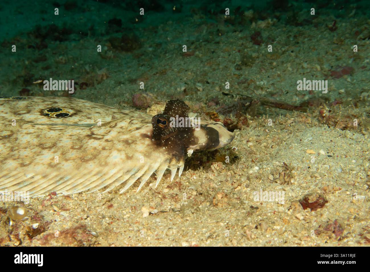 A Philippine Flounder, this flatfish an change color and texture to ...