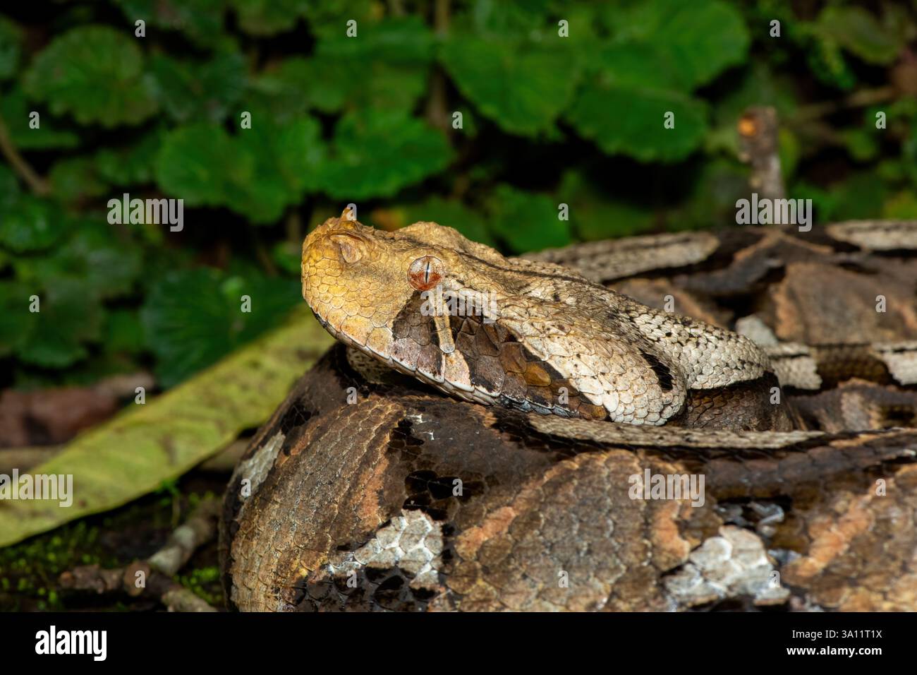 Close-up of a beautiful Gaboon adder (Bitis gabonica), also called the ...